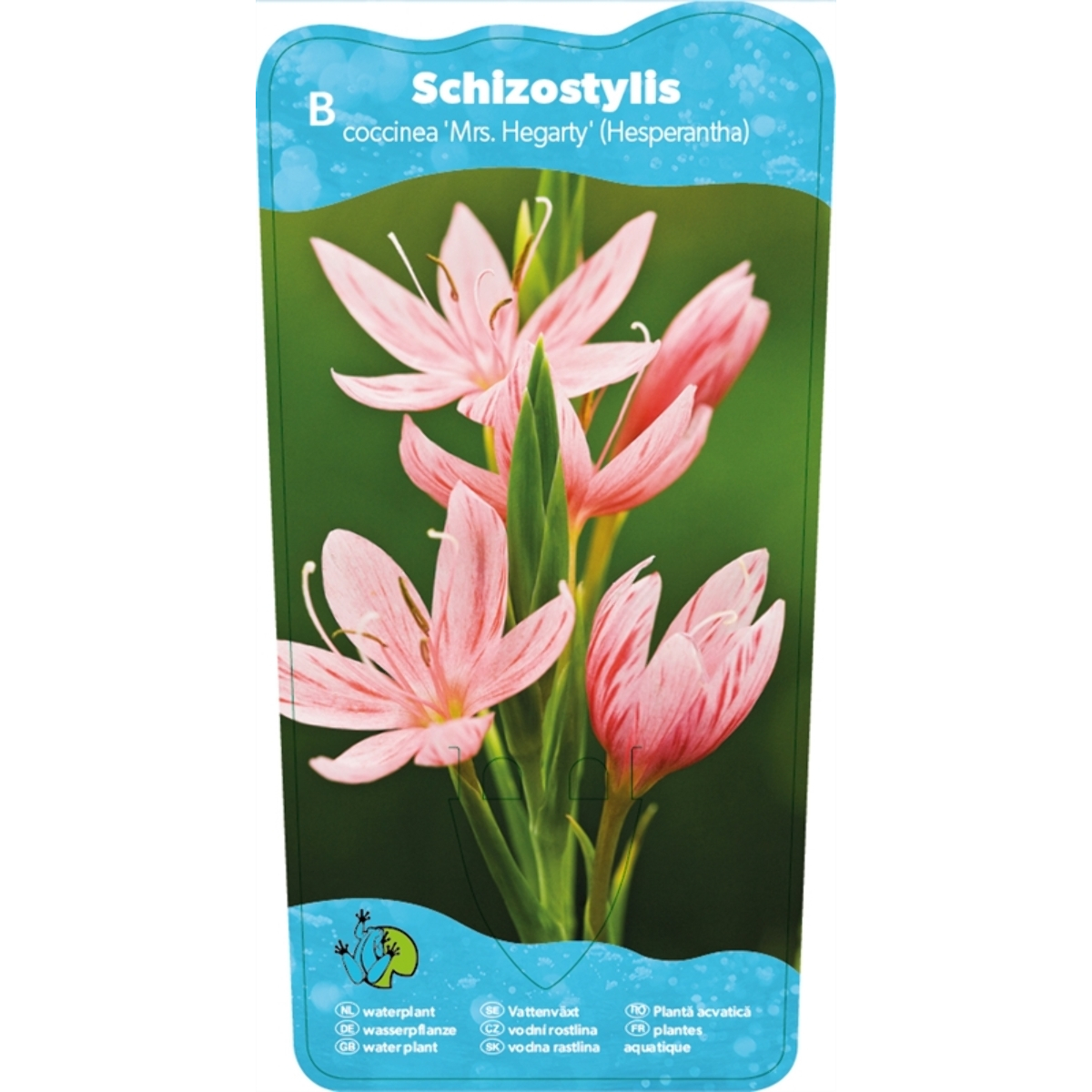 Rosa Kafferlilje (Schizostylis coccinea Mrs Hagerty) - Lie Hagedam